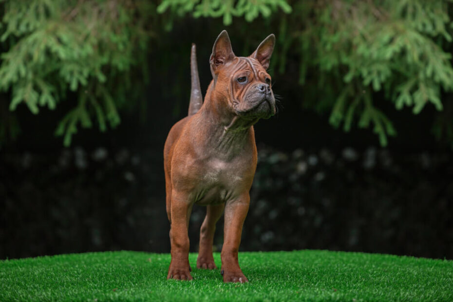 Red Cantonese Bear Dog Full Grown - Ultimate Guide - MetaWoofs