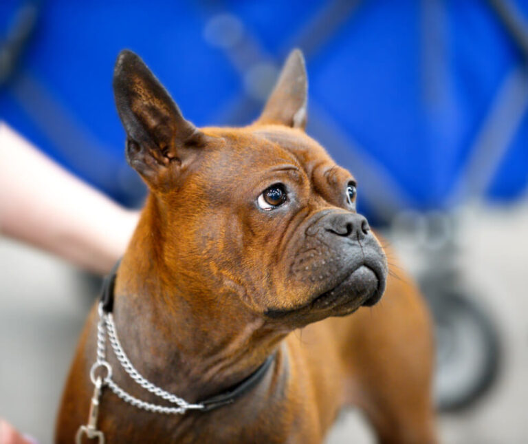 Red Cantonese Bear Dog Full Grown - Ultimate Guide - MetaWoofs