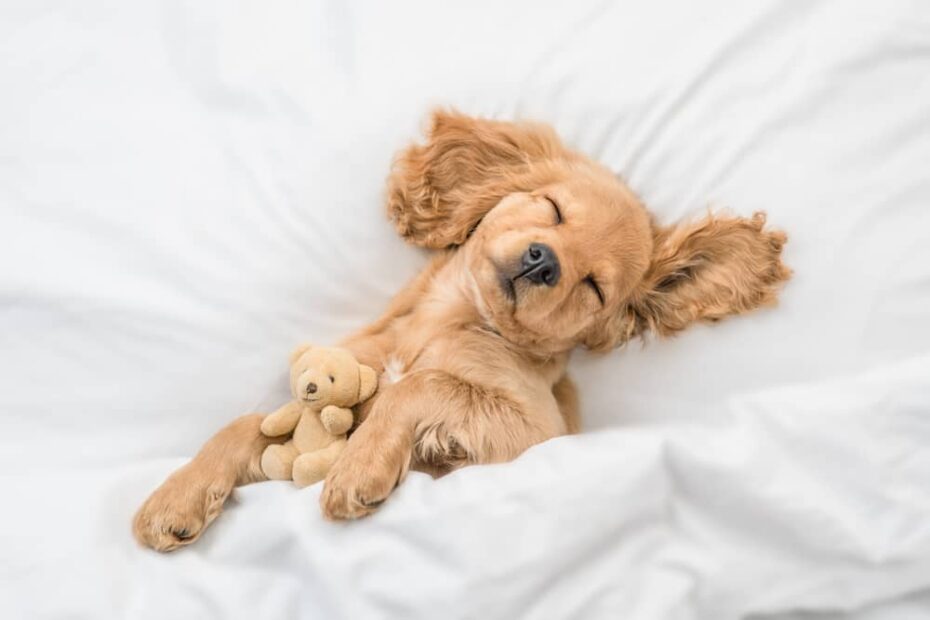 Can Dogs Sleepwalk? – Ultimate Guide - MetaWoofs
