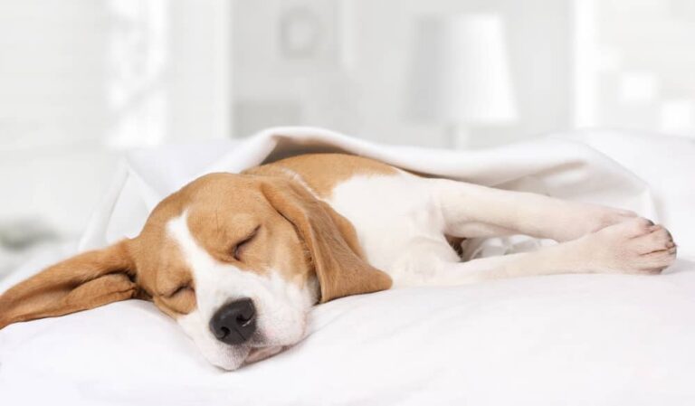 Can Dogs Sleepwalk? – Ultimate Guide - MetaWoofs