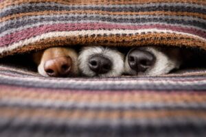 Can Dogs Sleepwalk? – Ultimate Guide - MetaWoofs