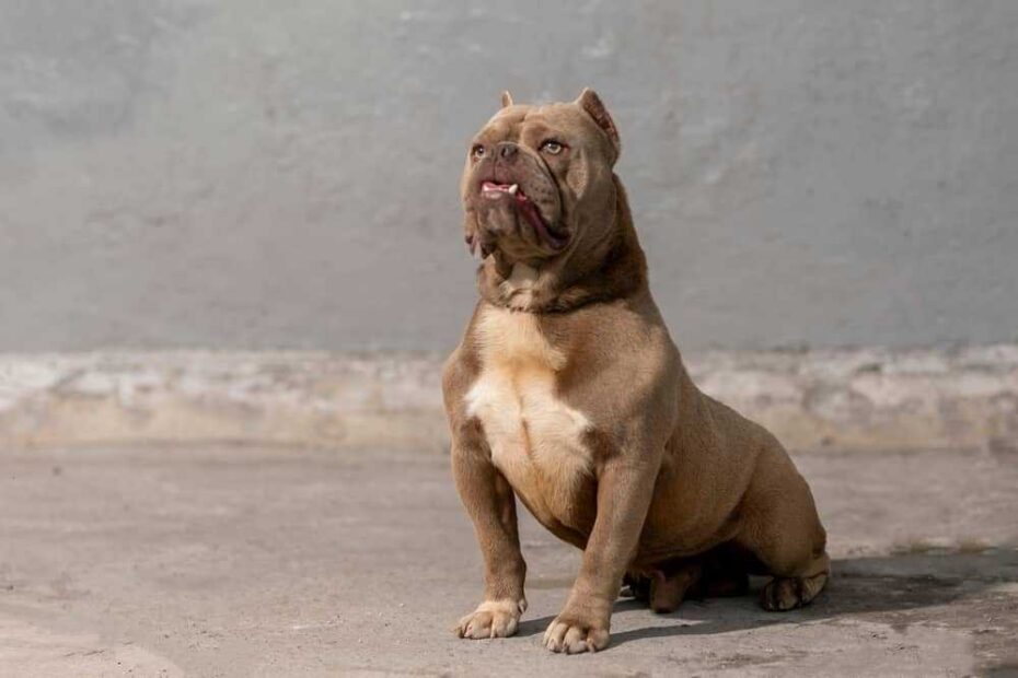 Big Muscular Pitbull Tips - MetaWoofs