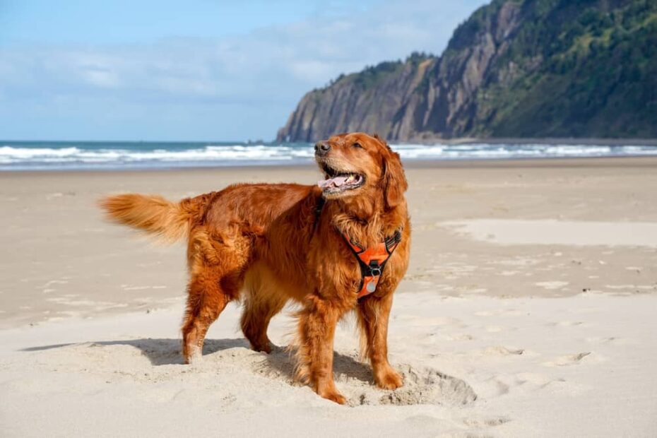 Red Golden Retriever Puppies – Ultimate Guide - MetaWoofs