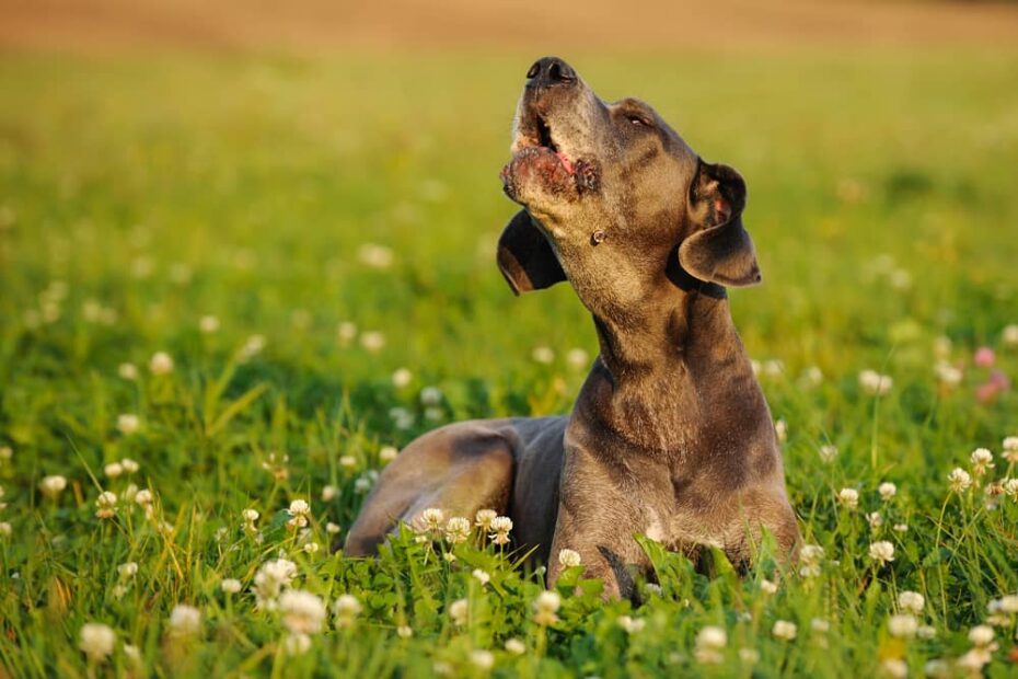 Dog Howling in Sleep – Ultimate Guide - MetaWoofs