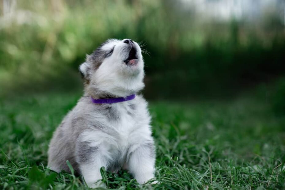 Dog Howling in Sleep – Ultimate Guide - MetaWoofs