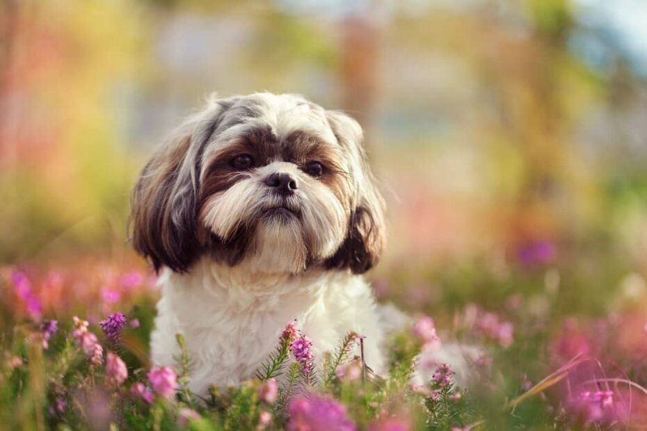 Shih Tzu Husky Mix - Ultimate Guide - MetaWoofs