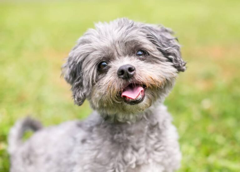 Shih Tzu Husky Mix - Ultimate Guide - MetaWoofs