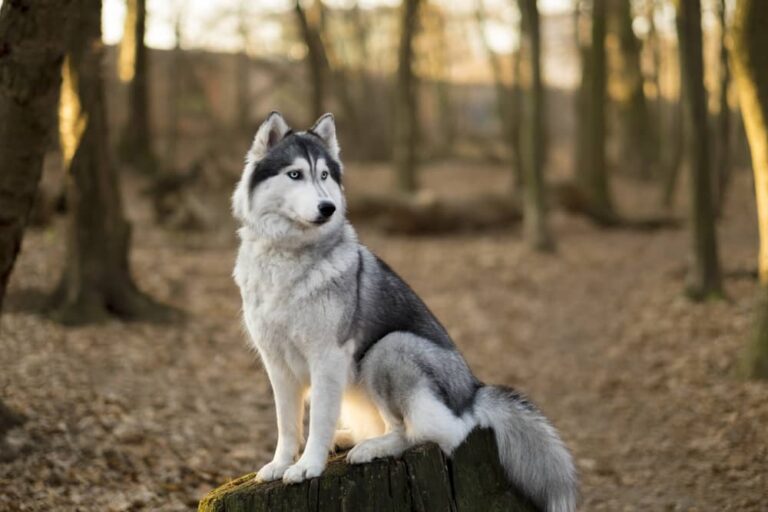 Shih Tzu Husky Mix - Ultimate Guide - MetaWoofs