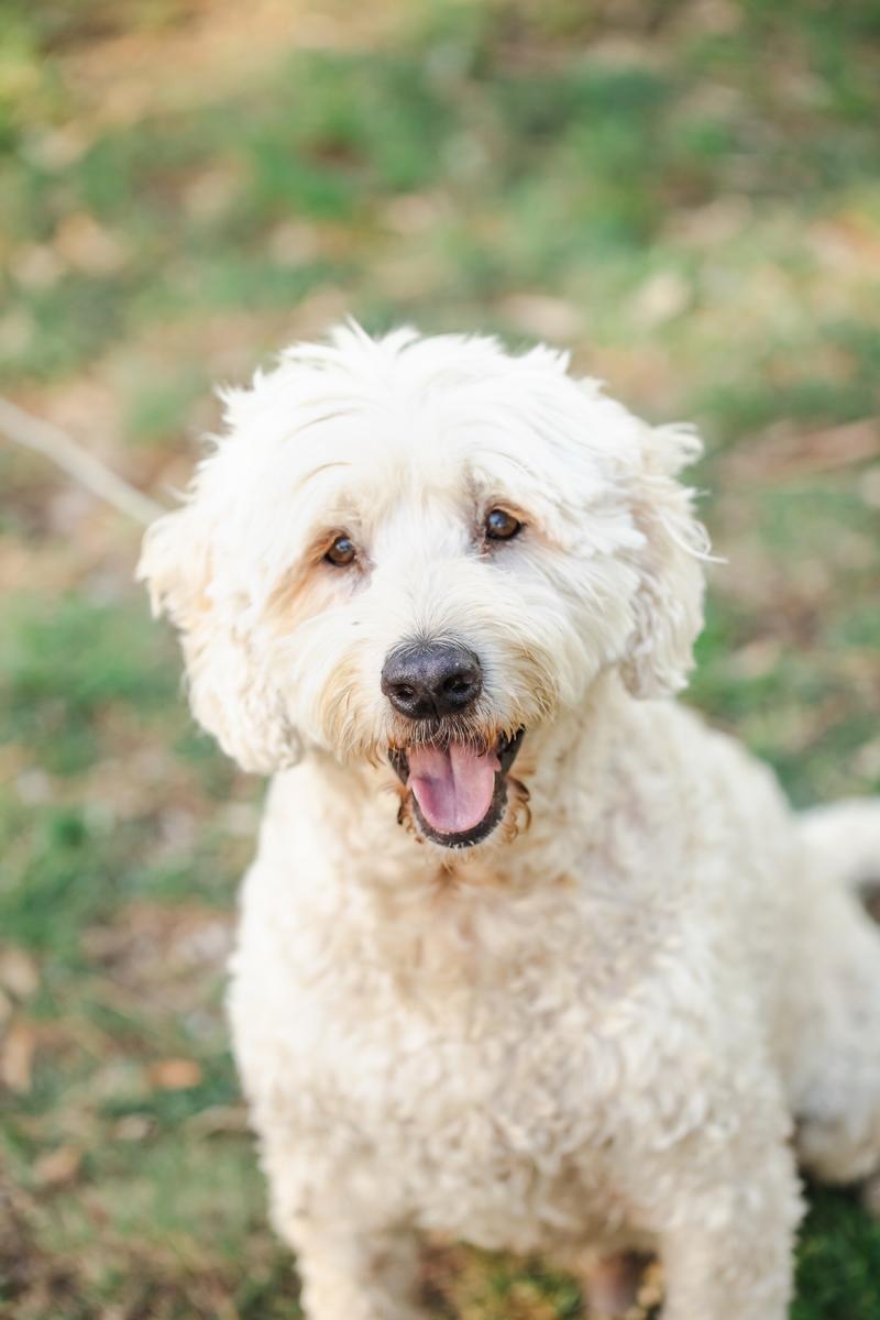 Full Grown Aussiedoodle: The Perfect Dog for Active Families - MetaWoofs