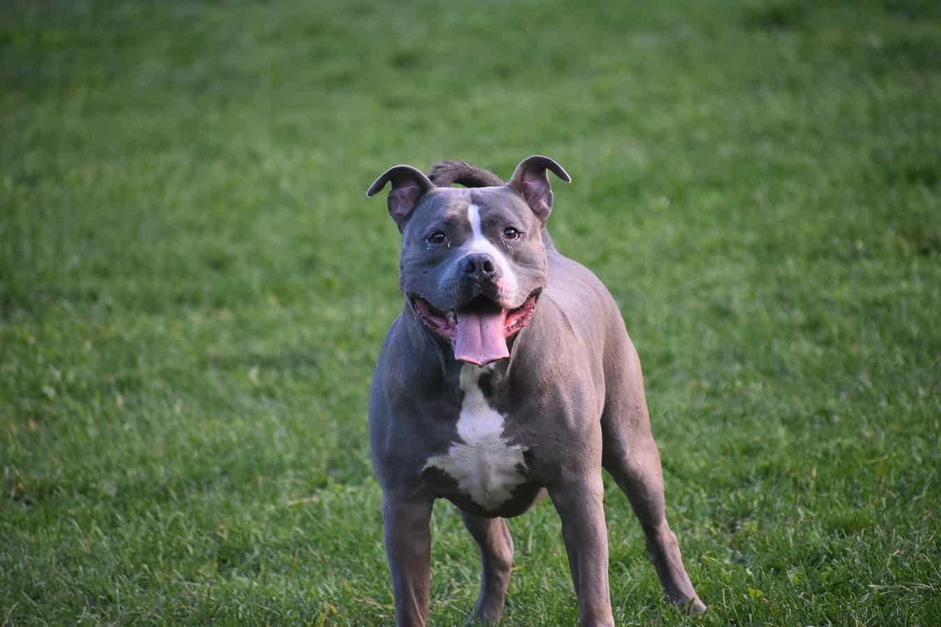 Amazing Long Haired Pitbull - Ultimate Guide - MetaWoofs