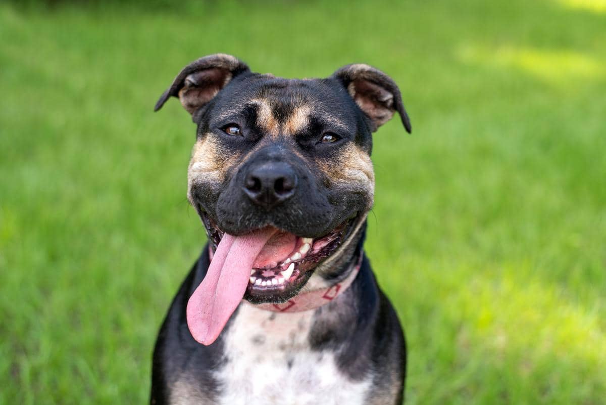 Energetic Harmony: Pitbull Mix With Shih Tzu - MetaWoofs