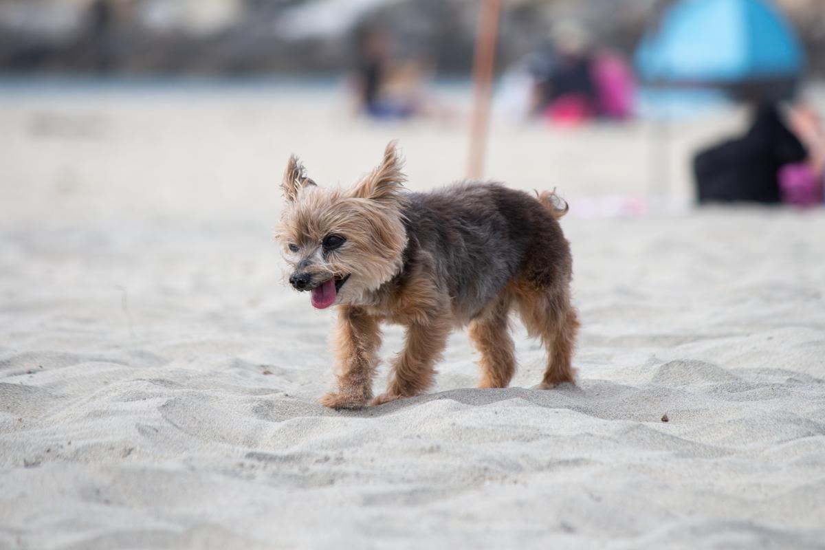 Pitbull Mix With Yorkie: Adorable Blend of Strength and Charm - MetaWoofs