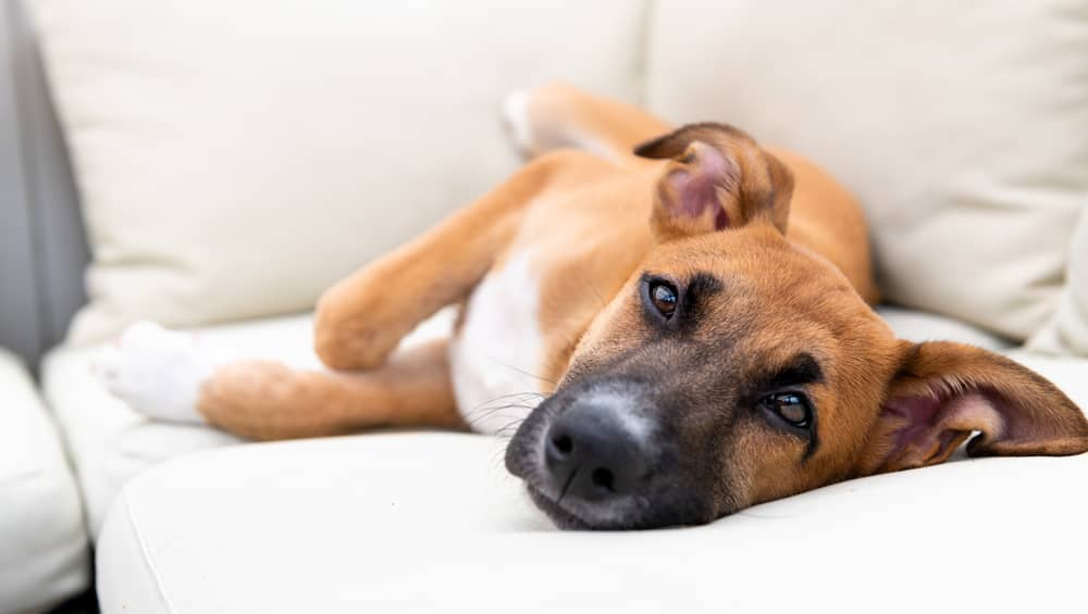 Black Mouth Cur Pitbull Mix - Ultimate Guide - MetaWoofs