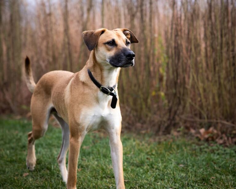 Black Mouth Cur Pitbull Mix - Ultimate Guide - MetaWoofs