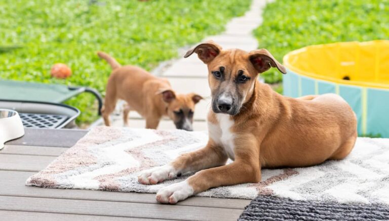 Black Mouth Cur Pitbull Mix - Ultimate Guide - MetaWoofs