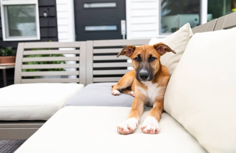 Black Mouth Cur Pitbull Mix - Ultimate Guide - MetaWoofs