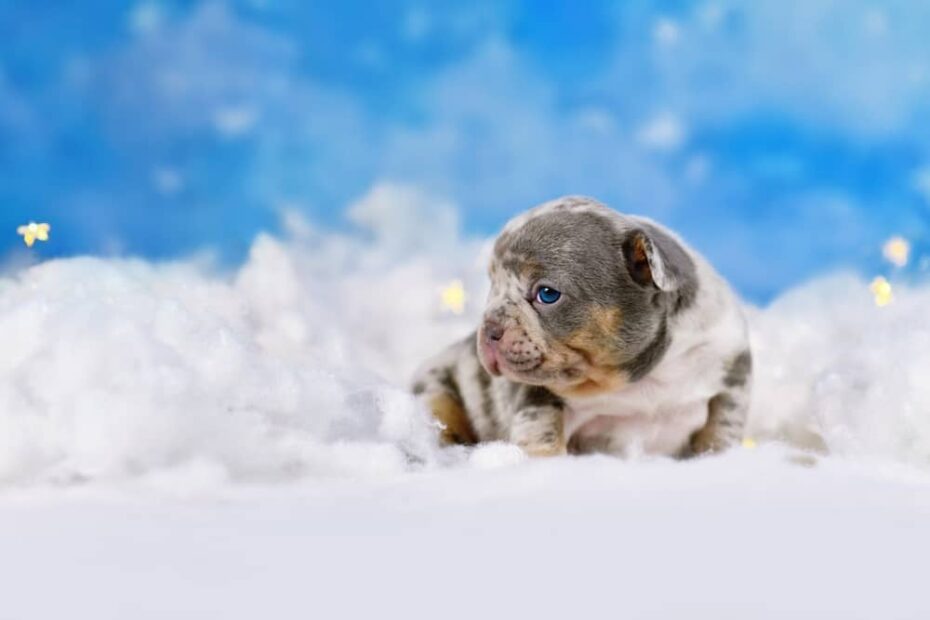 Lilac Merle French Bulldog - Ultimate Guide - MetaWoofs