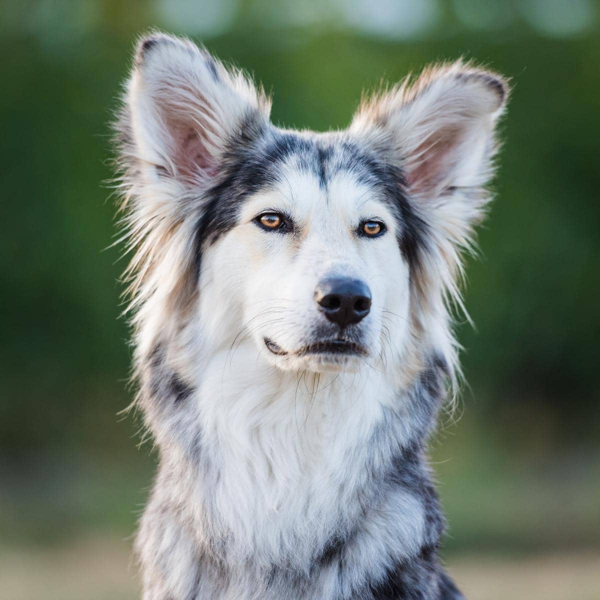 Shih Tzu Husky Mix - Ultimate Guide - MetaWoofs