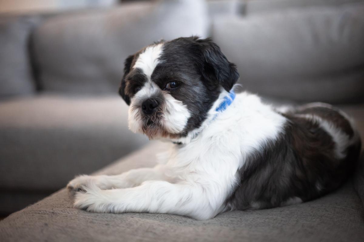 Energetic Harmony: Pitbull Mix With Shih Tzu - MetaWoofs