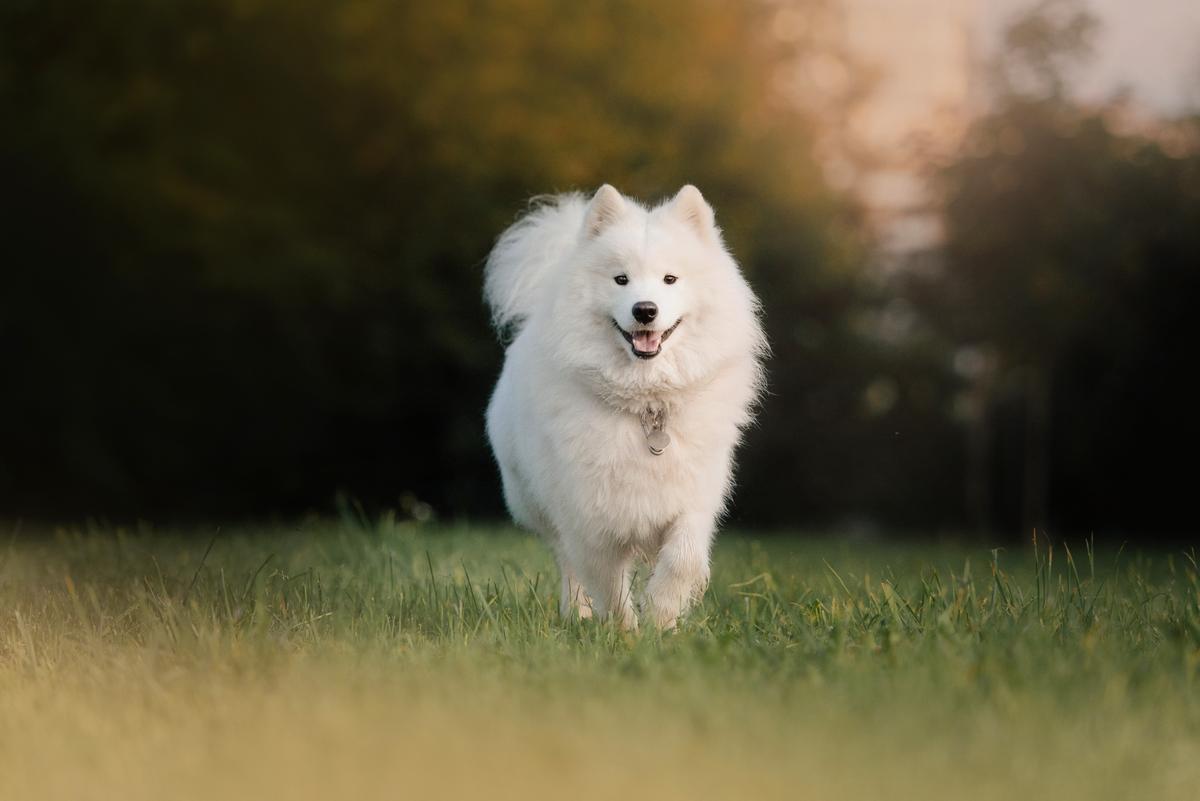 Samoyed Pom Mix - MetaWoofs