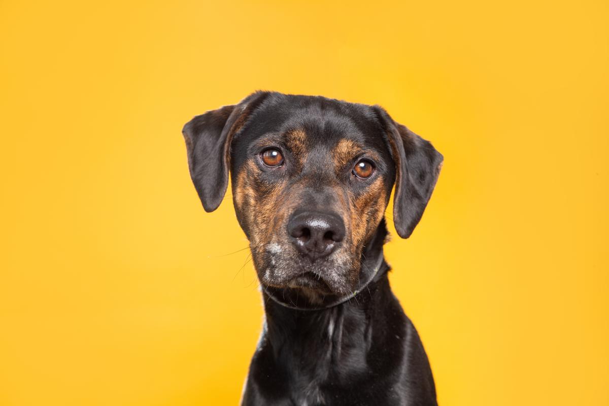 Doberman Rottweiler Mix: A Powerful Crossbreed - MetaWoofs