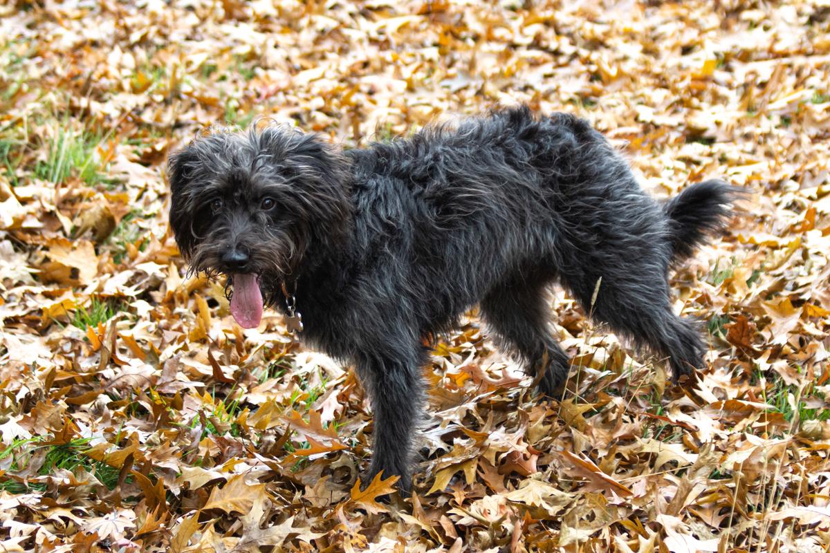 Mini Bordoodle - Captivating Dog Breed - MetaWoofs