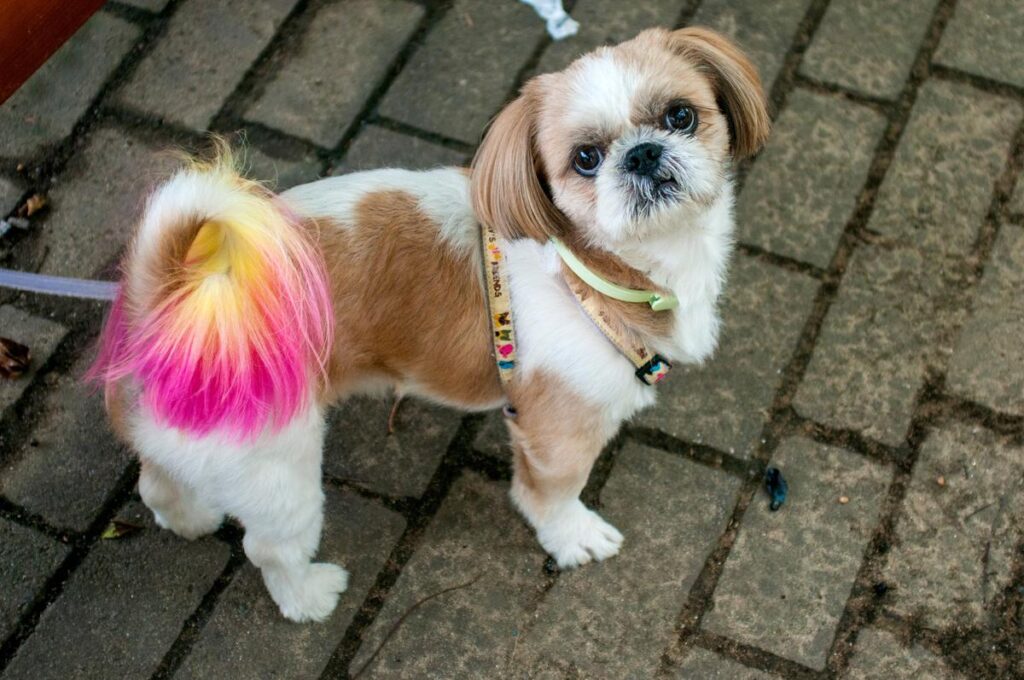 Shih Tzu Husky Mix - Ultimate Guide - MetaWoofs